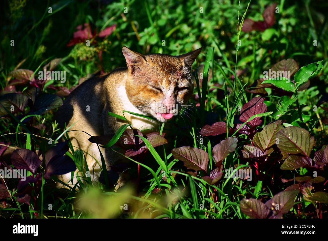 Portrait cat roaming outdoor hi-res stock photography and images - Alamy