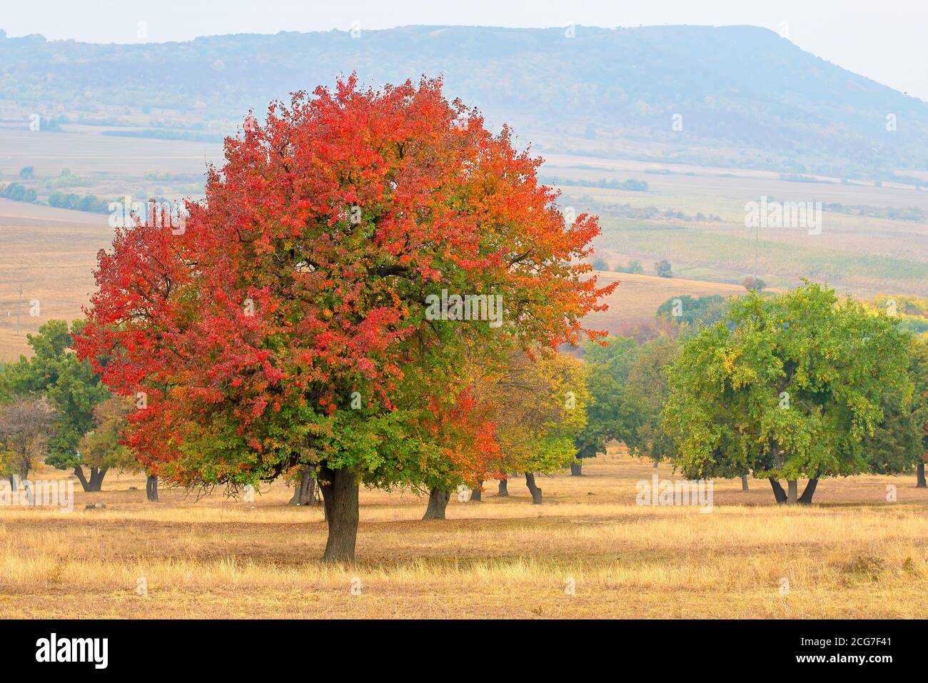 Autumn tree on dry hi-res stock photography and images - Alamy