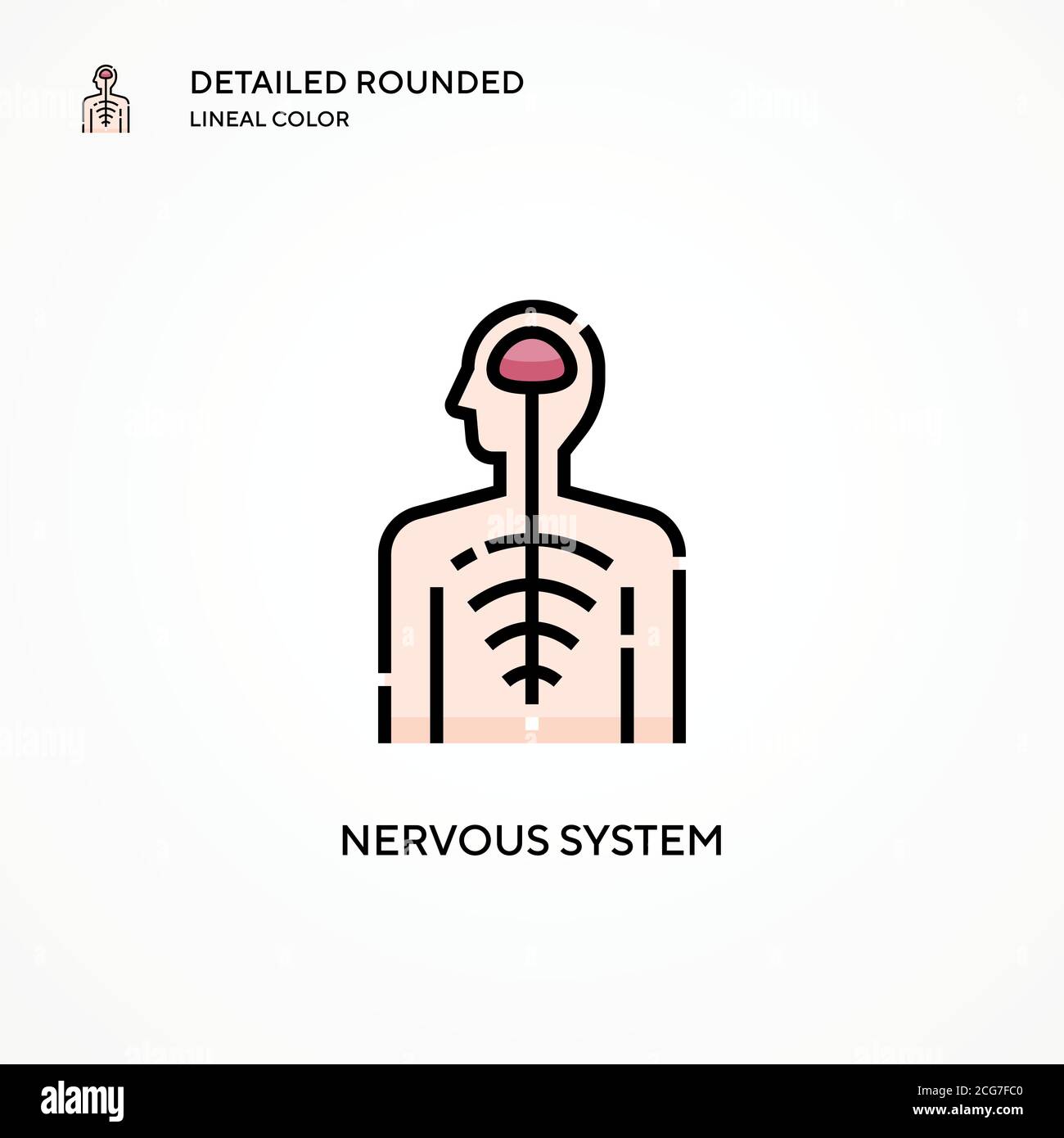 Central Nervous System Diagram High Resolution Stock Photography and ...