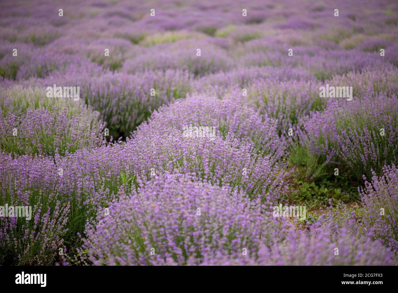 Lavender flower fields hi-res stock photography and images - Alamy