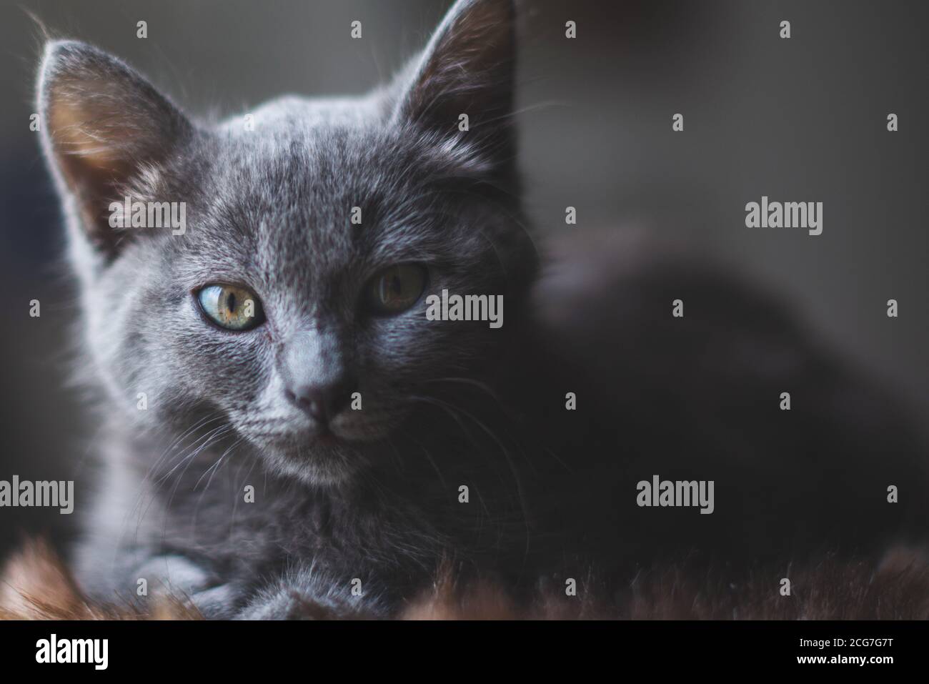 Young cute cat resting next to window Stock Photo - Alamy
