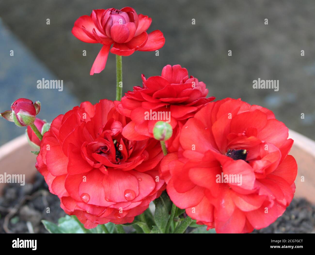 Red Buttercup Flowers Stock Photo - Alamy