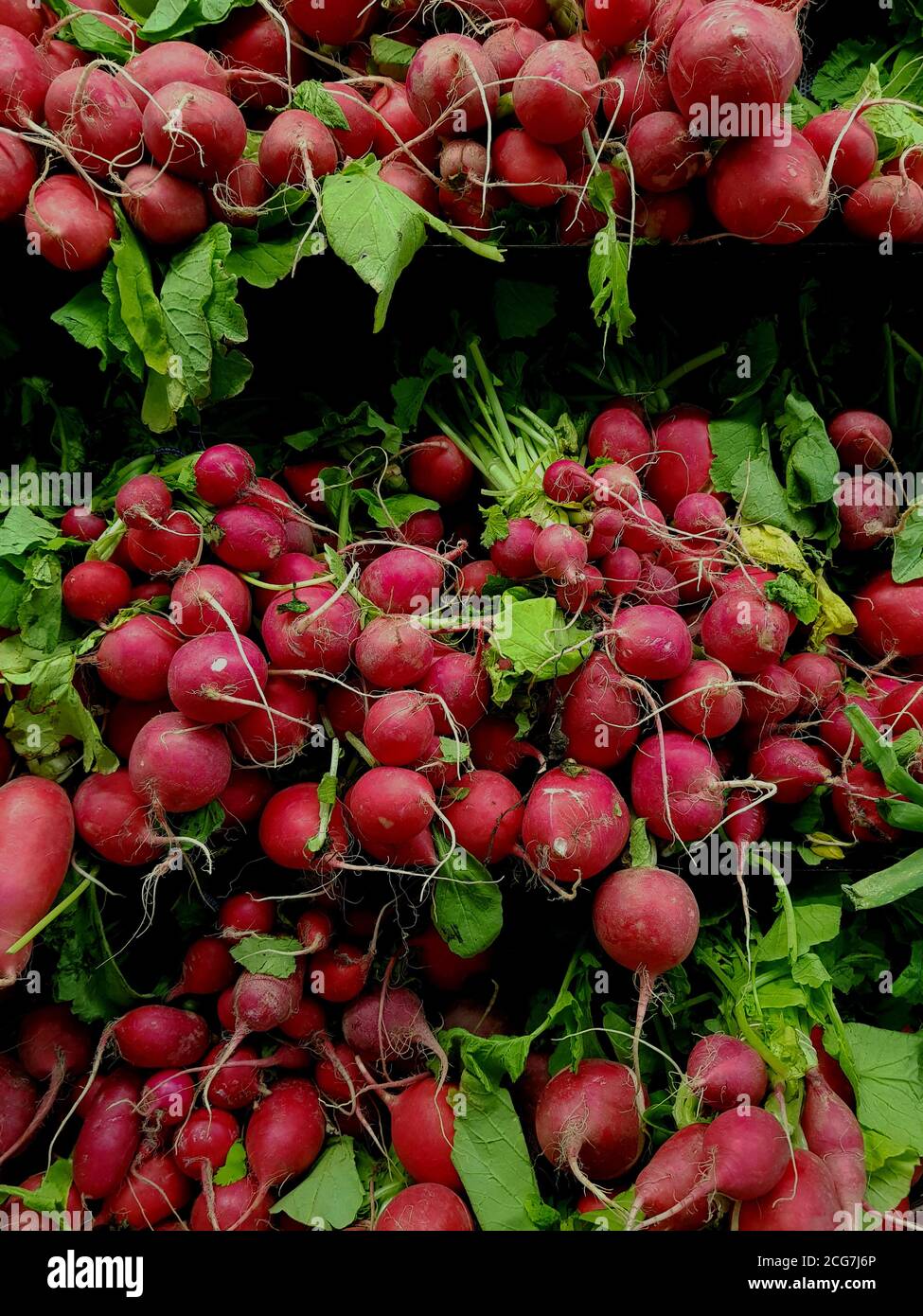 Many colorful red radish at the supermarket Stock Photo - Alamy