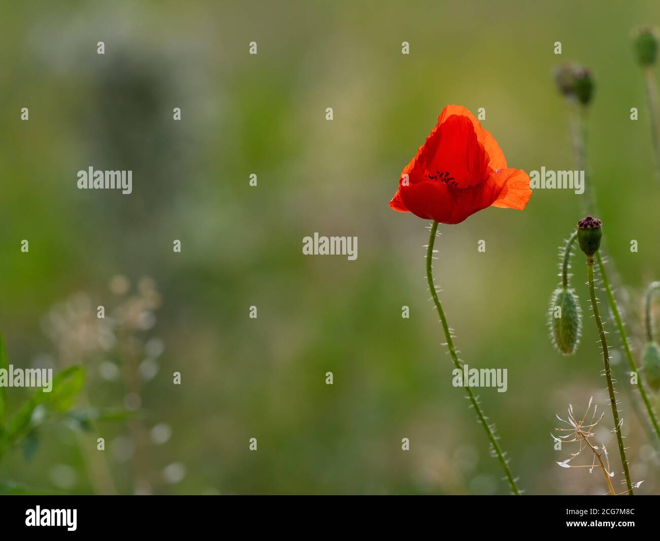Flower in sunset hi-res stock photography and images - Alamy