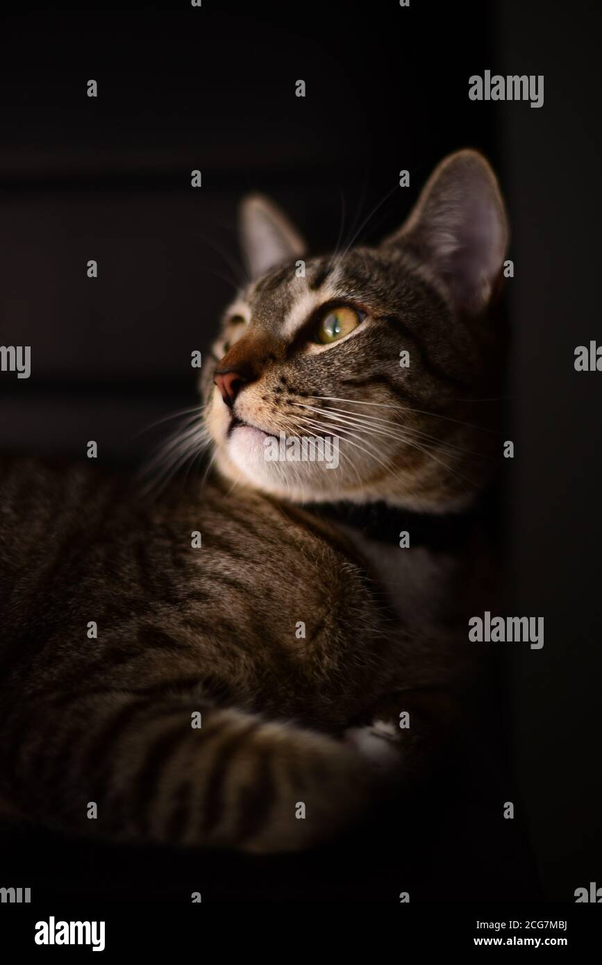 Dark Studio Portrait od a cat, Low key Stock Photo - Alamy