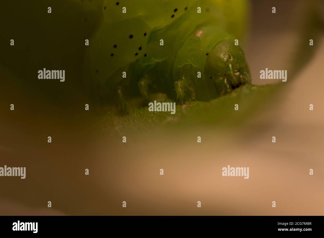 Canadian Sphinx Moth eating leaves from grape vine. Hungry insect ...