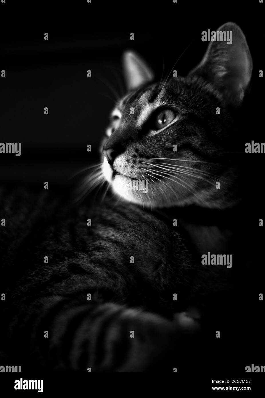 Dark Studio Portrait od a cat, Low key Stock Photo - Alamy