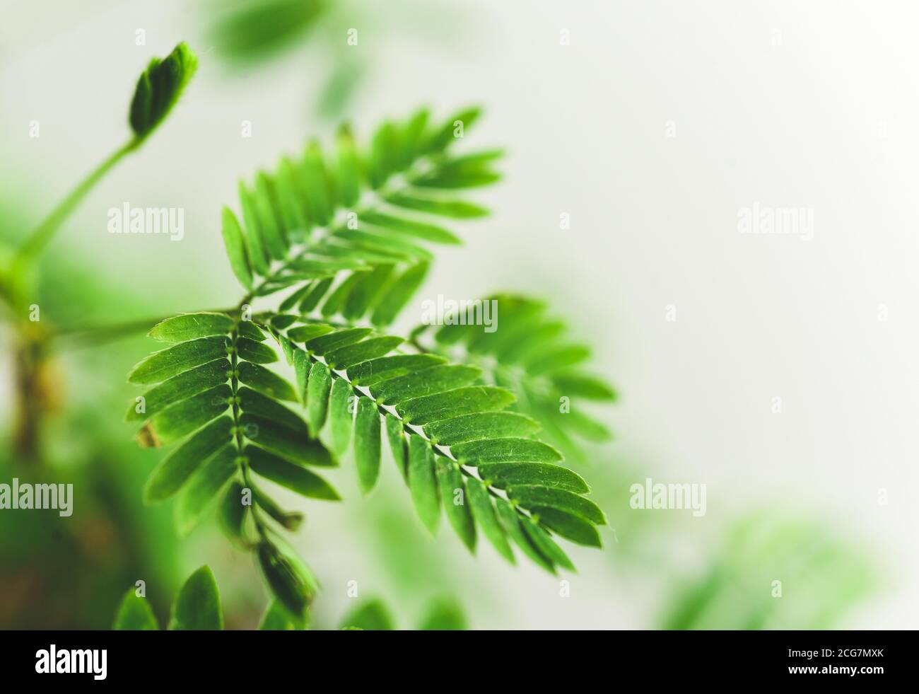 Proffesional Macro Photography of Mimosa pudica, also called sensitive ...