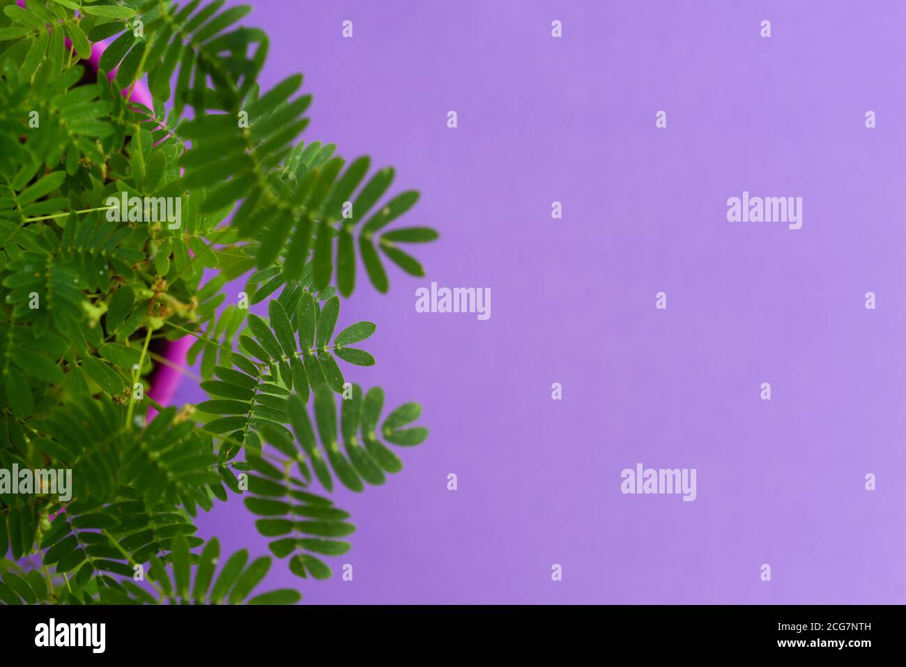 Proffesional Macro Photography of Mimosa pudica, also called sensitive ...