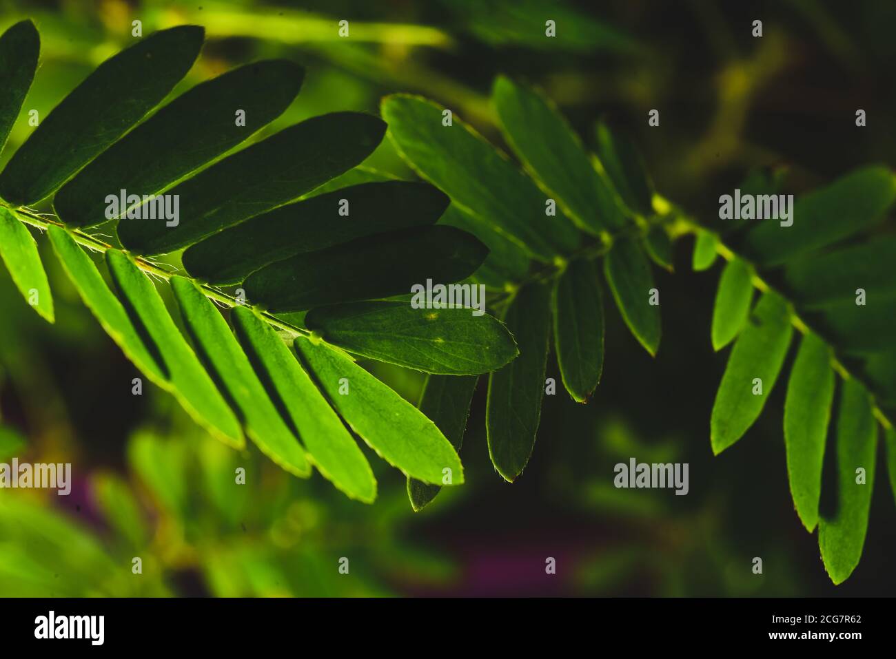Proffesional Macro Photography of Mimosa pudica, also called sensitive ...