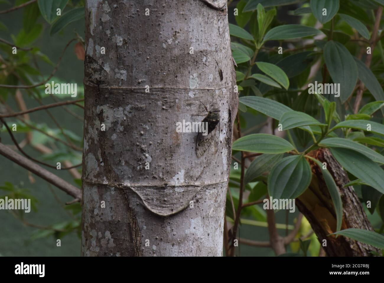 Imbauba tree hi-res stock photography and images - Alamy