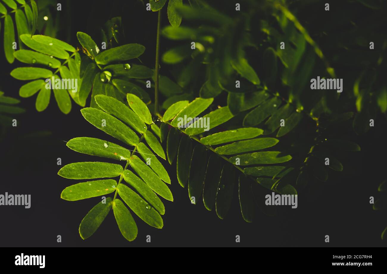 Proffesional Macro Photography of Mimosa pudica, also called sensitive ...
