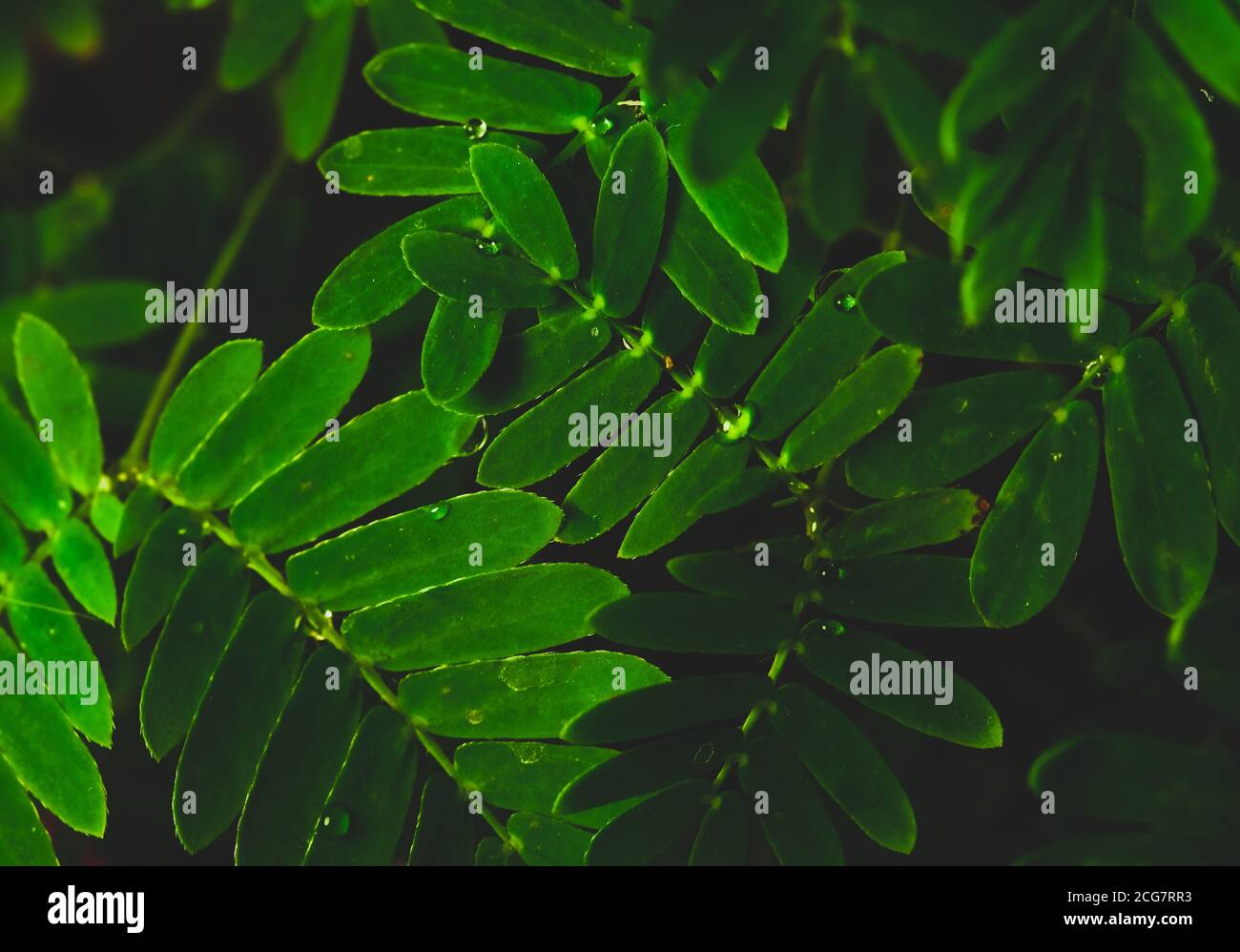 Proffesional Macro Photography of Mimosa pudica, also called sensitive ...