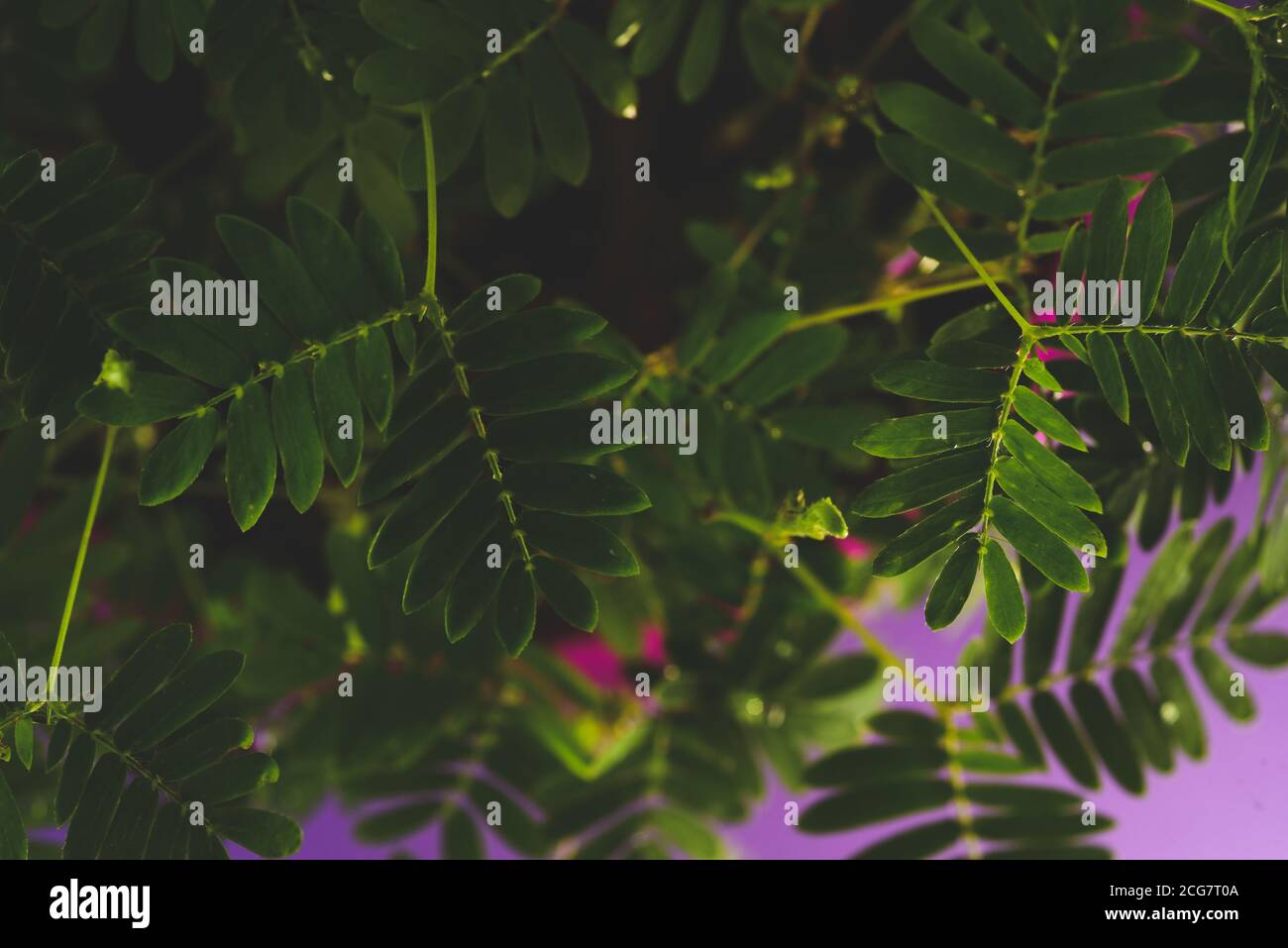 Proffesional Macro Photography of Mimosa pudica, also called sensitive ...