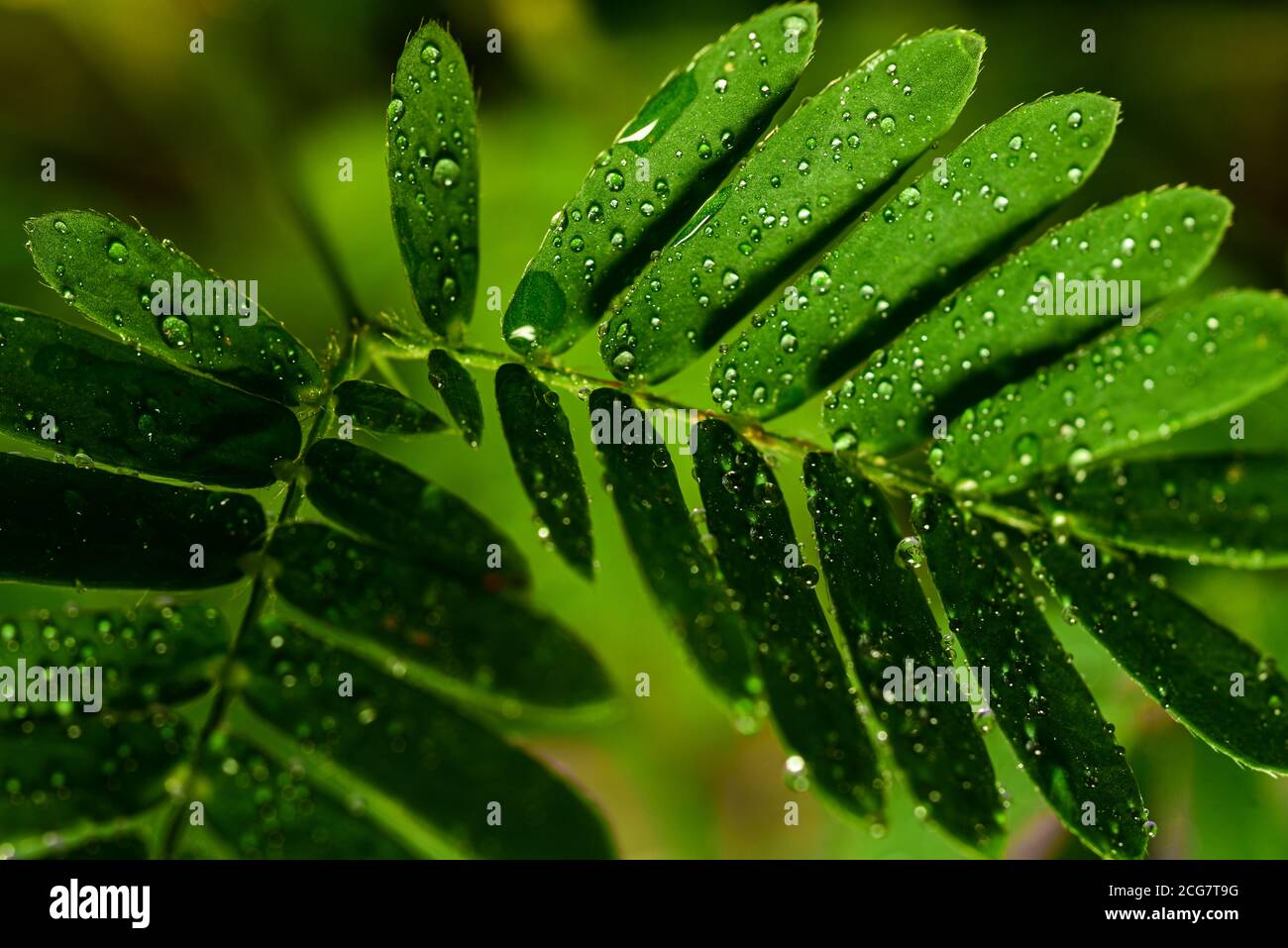 Proffesional Macro Photography of Mimosa pudica, also called sensitive ...