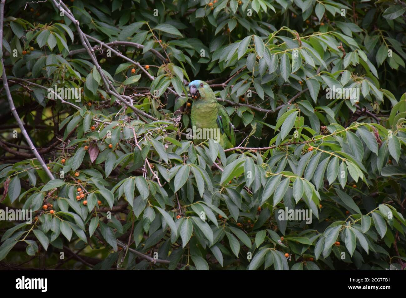 parrot psitacidae papagaio Brazilian fauna and flora tropical birds ...