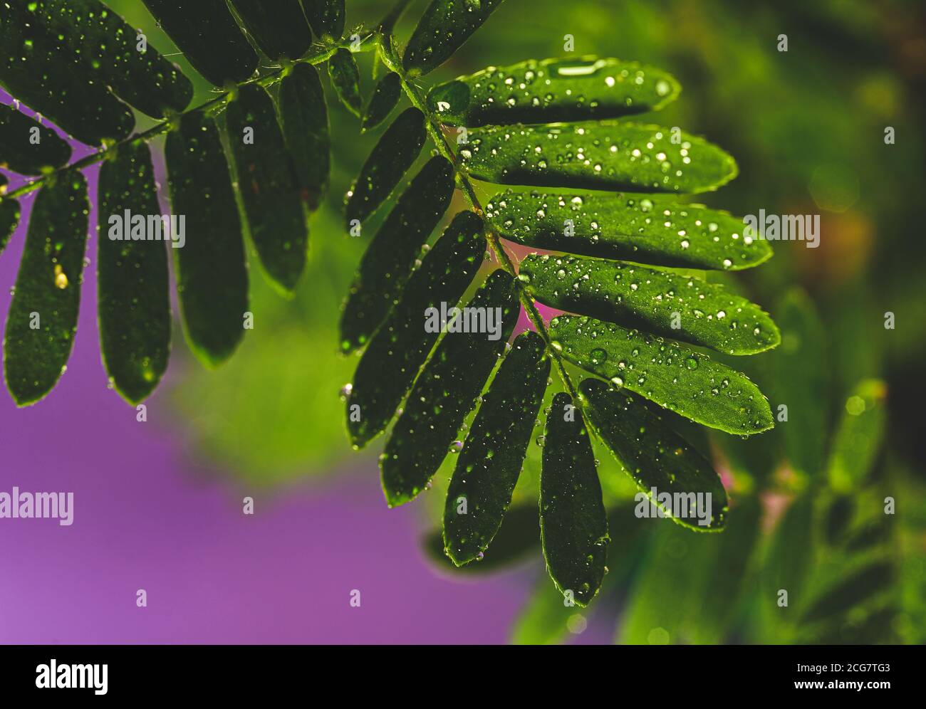 Proffesional Macro Photography of Mimosa pudica, also called sensitive ...
