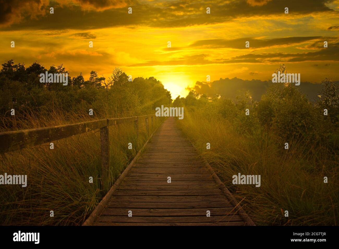 Golden hour heather hi-res stock photography and images - Alamy