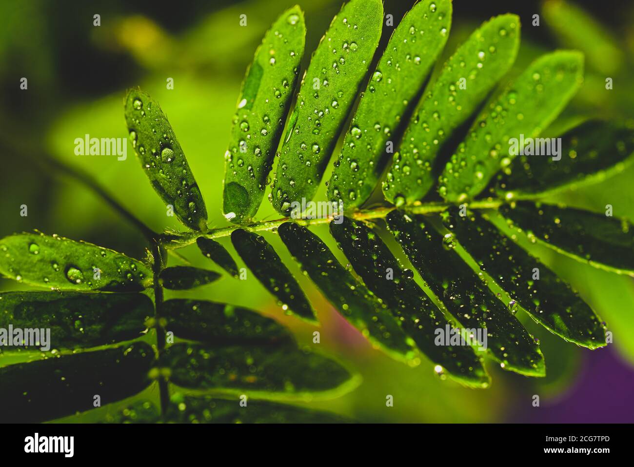 Proffesional Macro Photography of Mimosa pudica, also called sensitive ...