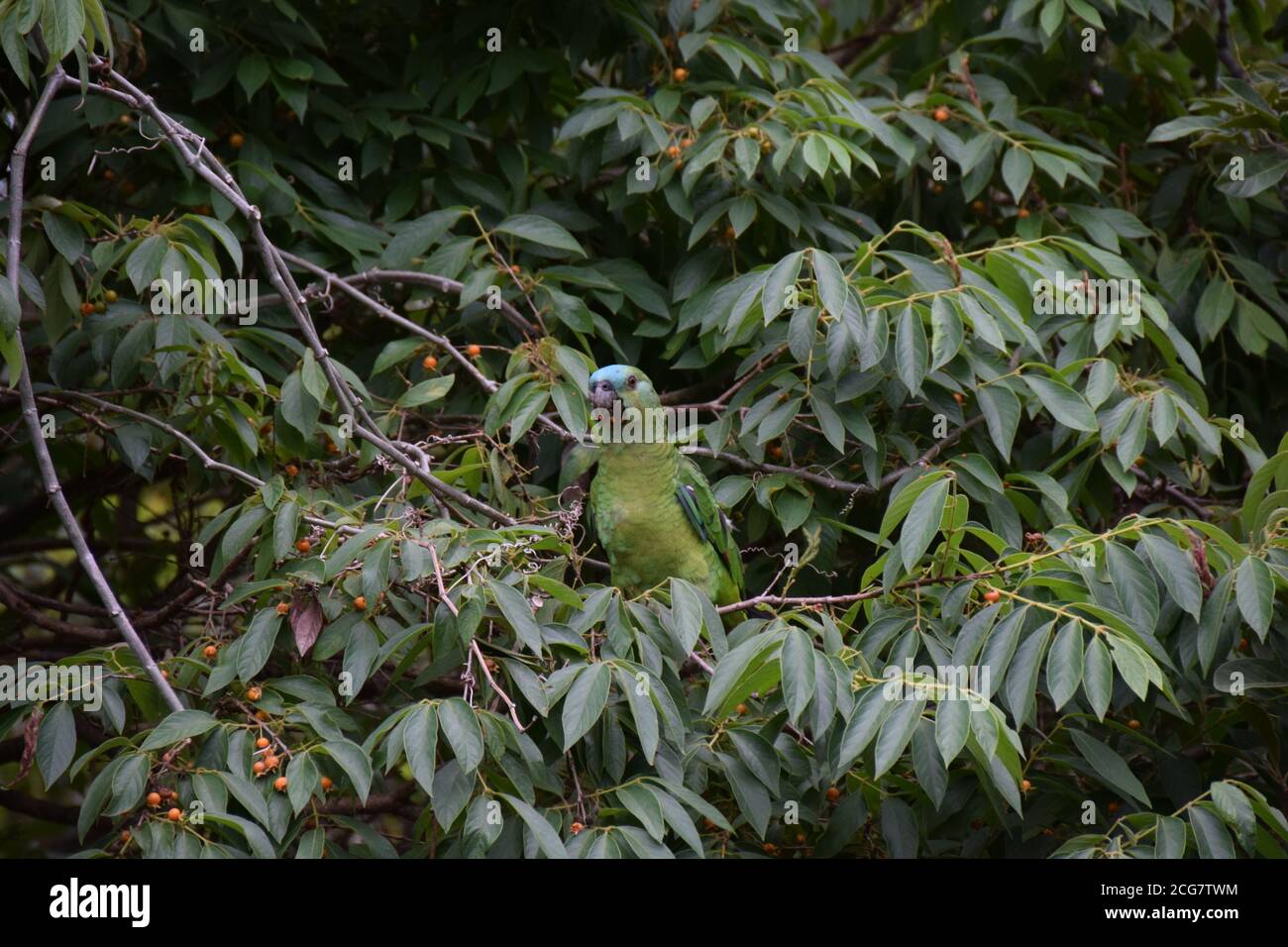 parrot psitacidae papagaio Brazilian fauna and flora tropical birds ...