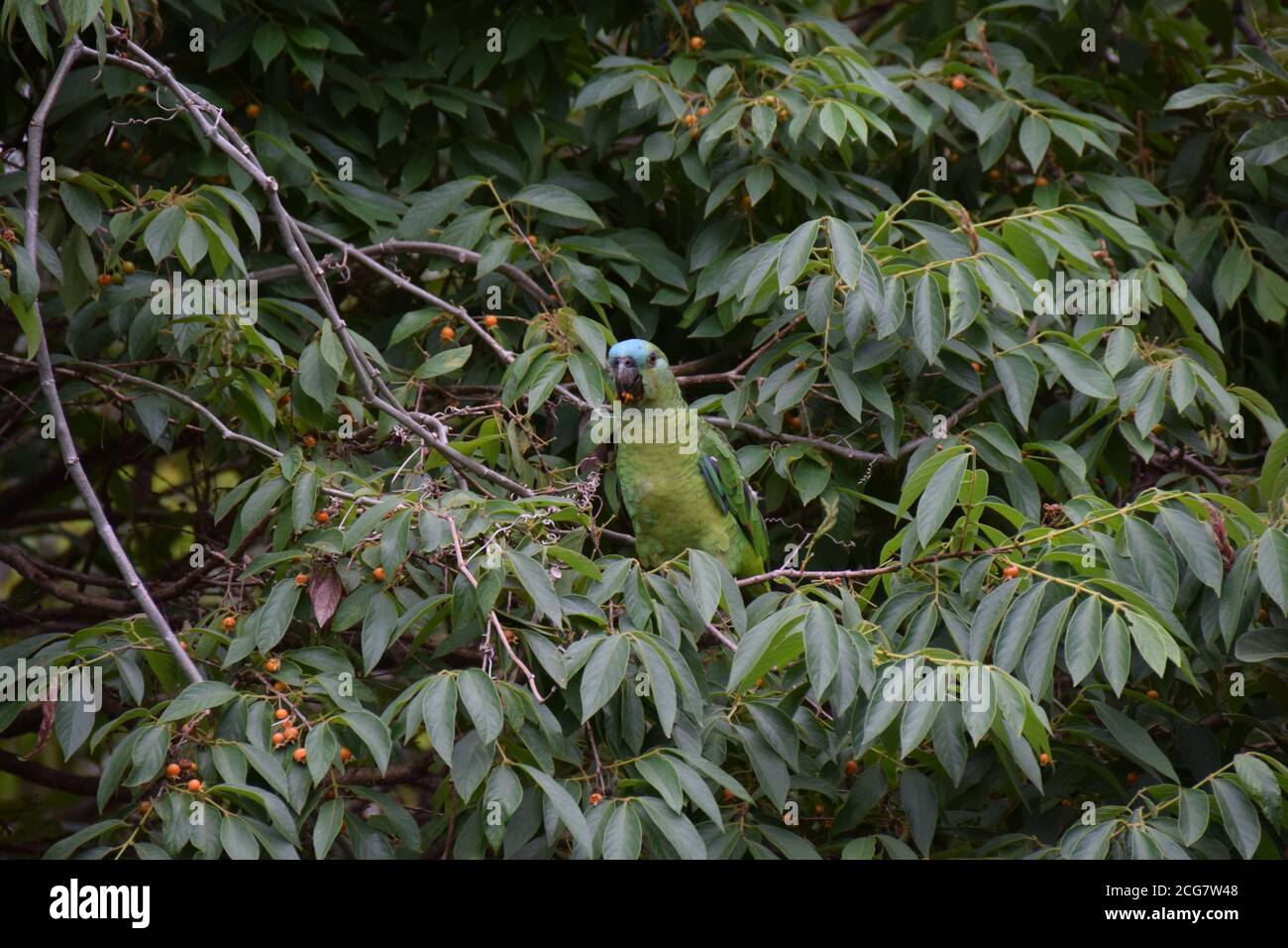 parrot psitacidae papagaio Brazilian fauna and flora tropical birds ...