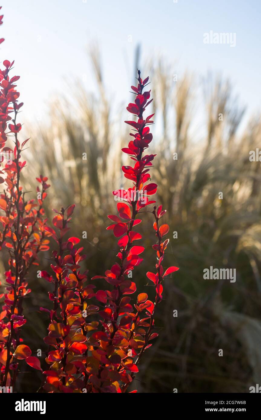 Purple Leaves On Bush Of Thunberg's Barberry, Berberis Thunbergii, The ...