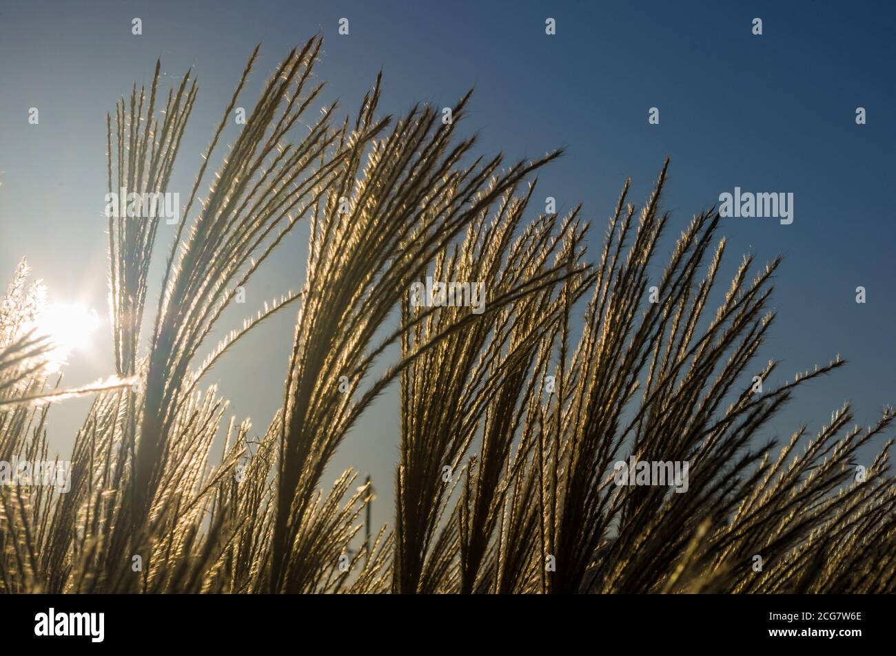 Chinese Silver Grass, Maiden Grass, Miscanthus chinese, Miscanthus ...