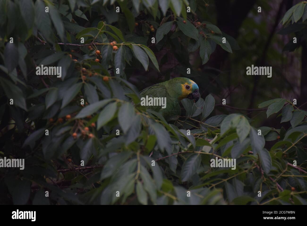 parrot psitacidae papagaio Brazilian fauna and flora tropical birds ...