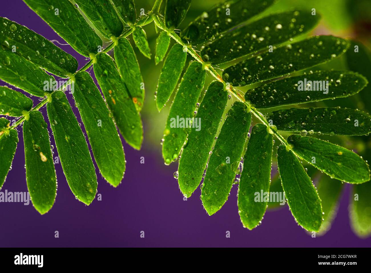 Proffesional Macro Photography of Mimosa pudica, also called sensitive ...
