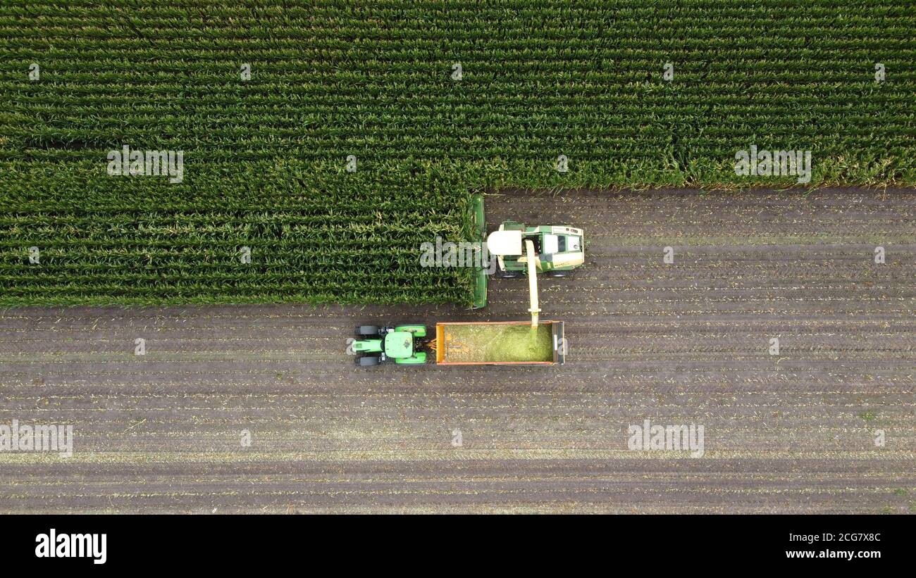 Cutting corn field hi-res stock photography and images - Alamy