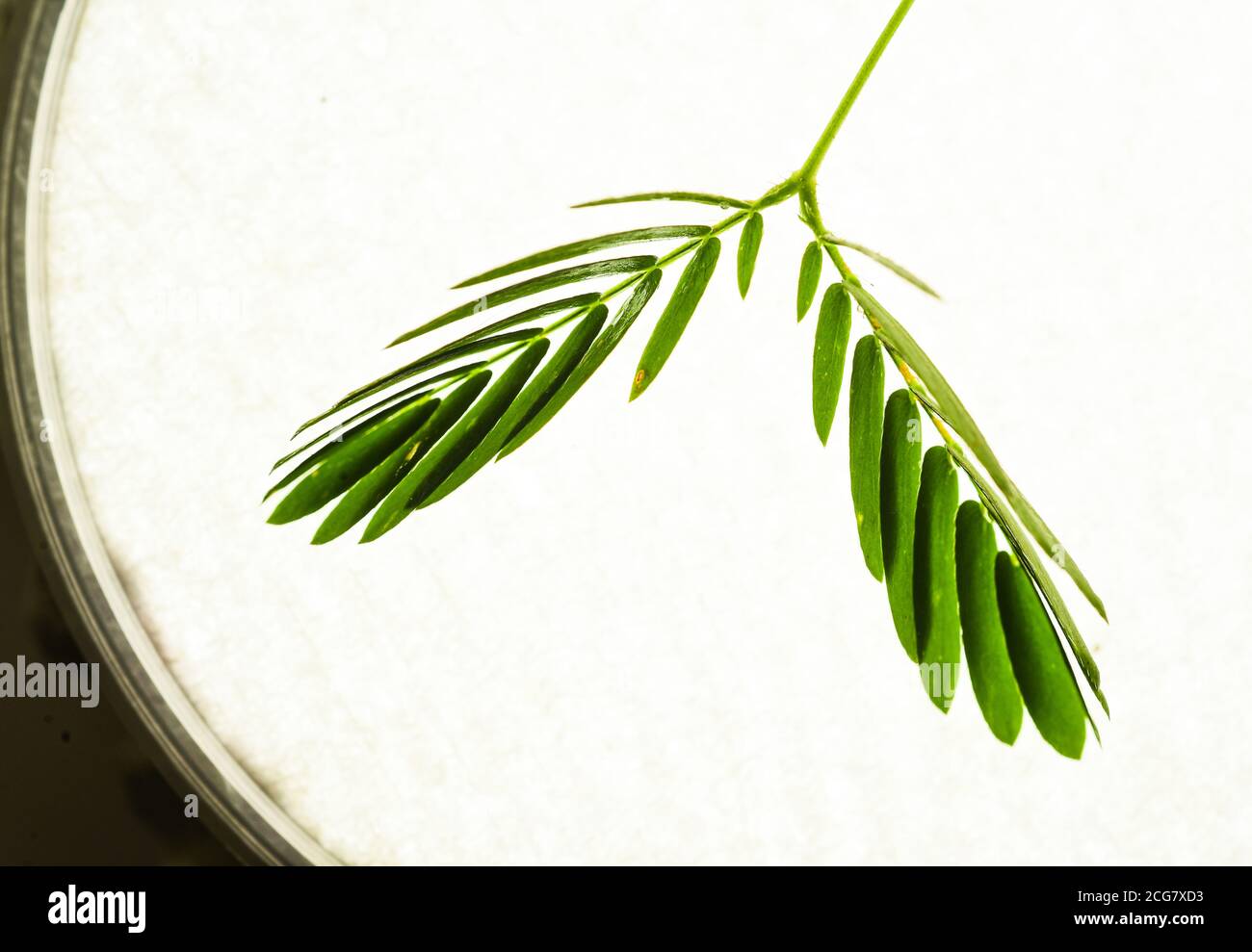 Proffesional Macro Photography of Mimosa pudica, also called sensitive ...