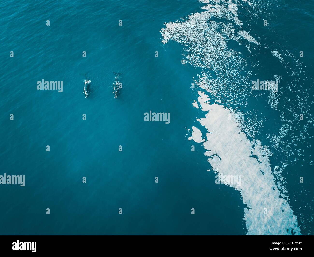 Pair of Southern Right whales swimming together, Hermanus, South Africa ...