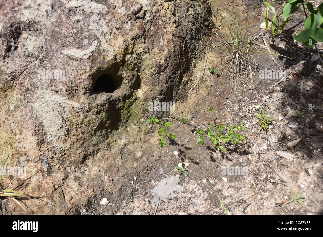 termite hole brazilian fauna insect termite mound Stock Photo - Alamy
