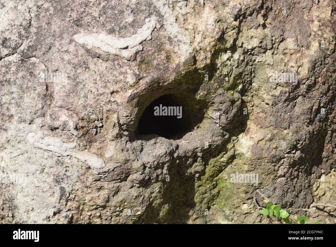 termite hole brazilian fauna insect termite mound Stock Photo - Alamy