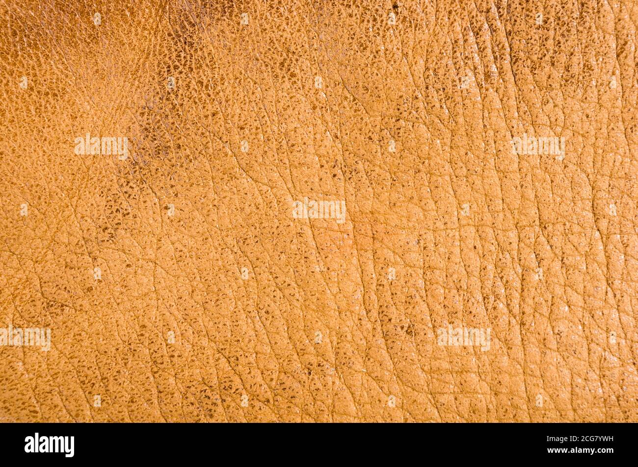 Old vintage genuine soft brown leather texture background, top layer ...