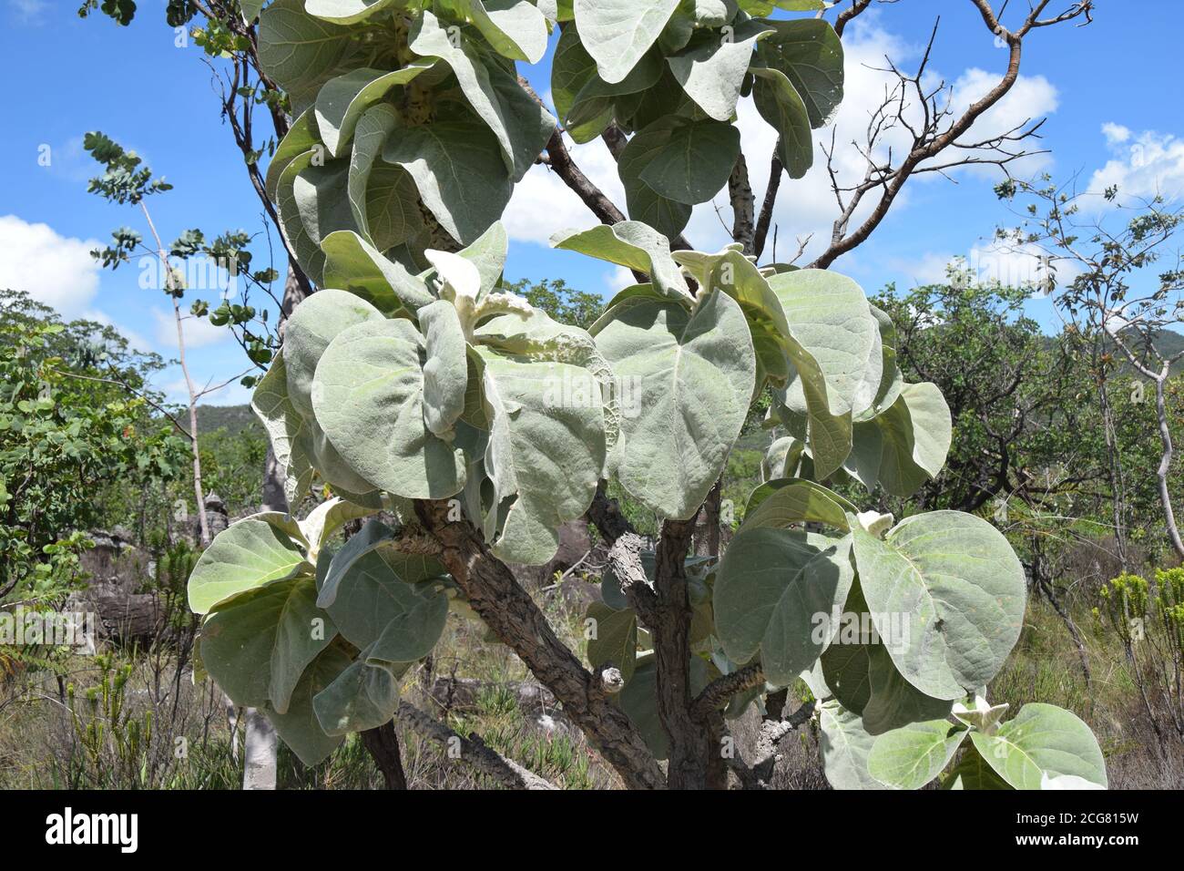 brazilian flora cerrado bioma flower tropical flower closeup shot Stock ...