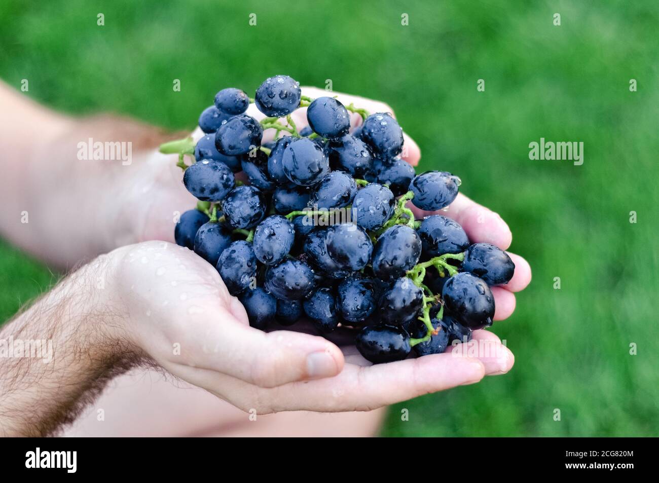 Male hands holding fresh bunch of black grapes harvest. Man holding ripe dark blue wine grapes ...