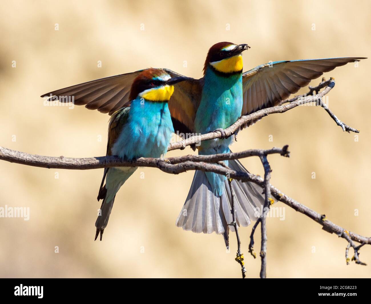 Couple of European bee-eaters (Merops Apiaster) exchanging an insect as ...