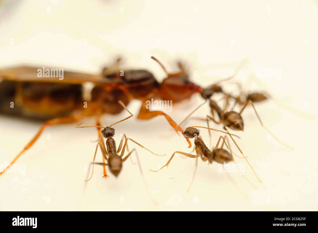 carpenter ant with worker ant Stock Photo - Alamy