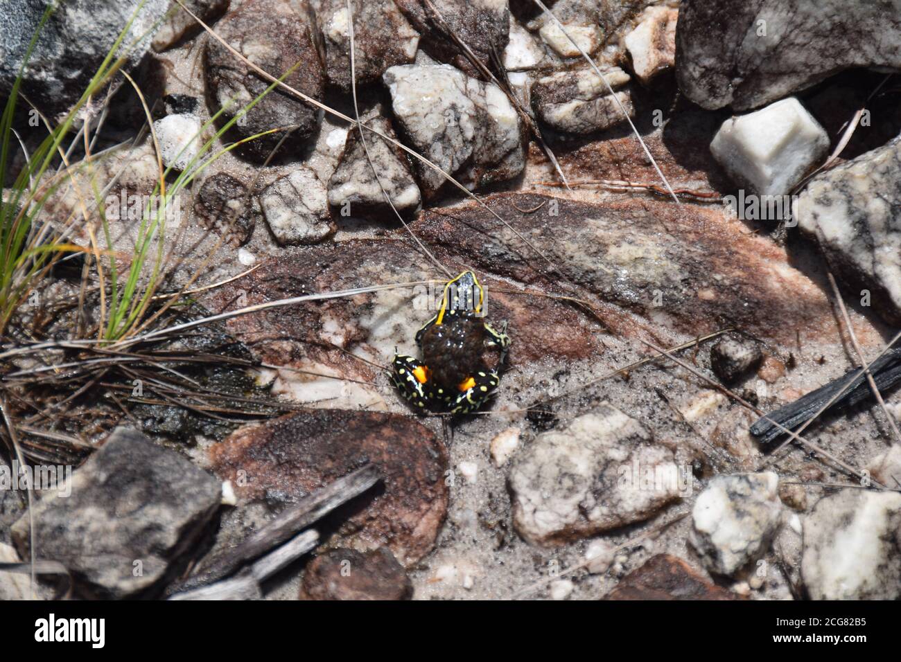 tropical frog colourful frog brazilian aquatic fauna cerrado fauna rã ...