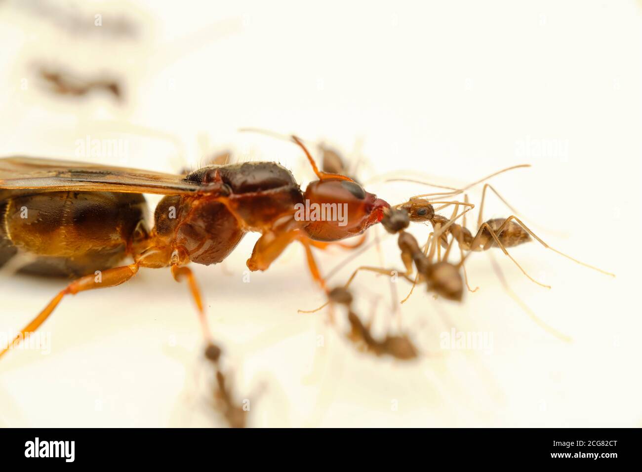 carpenter ant with worker ant Stock Photo - Alamy