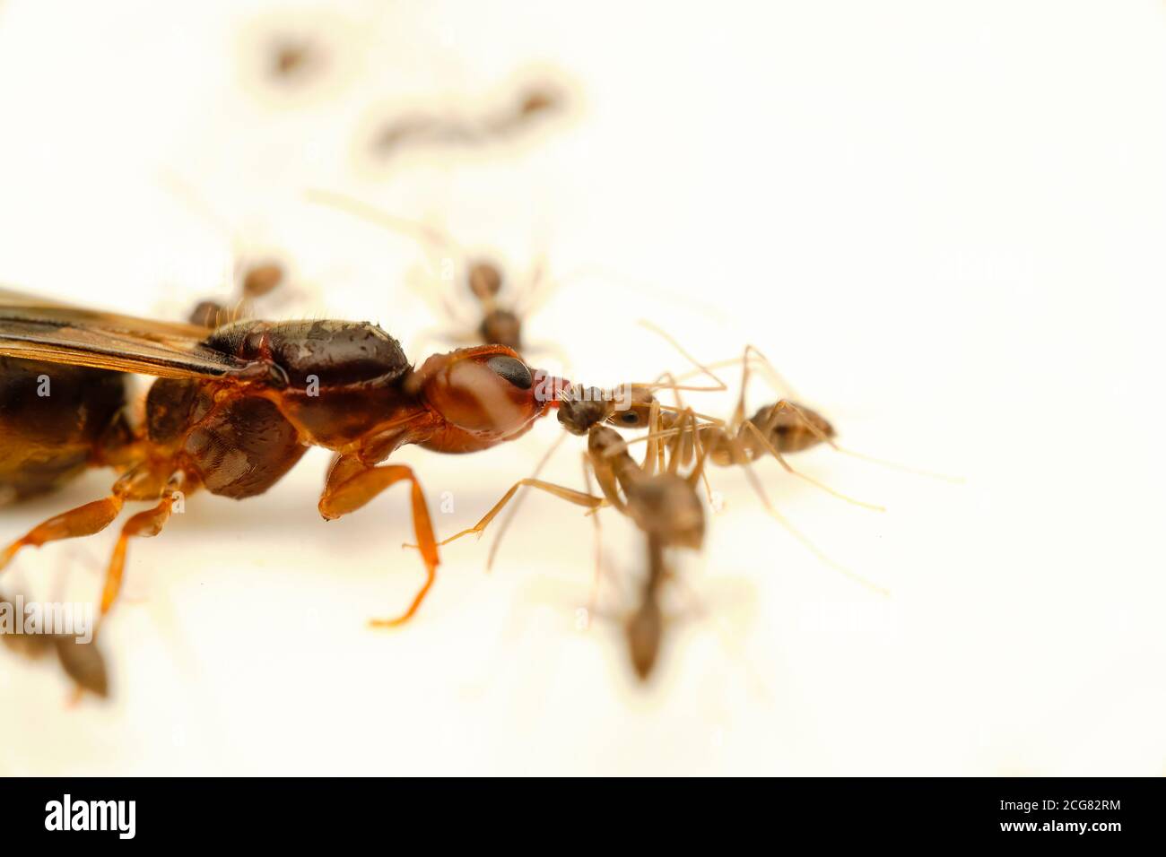 carpenter ant with worker ant Stock Photo - Alamy