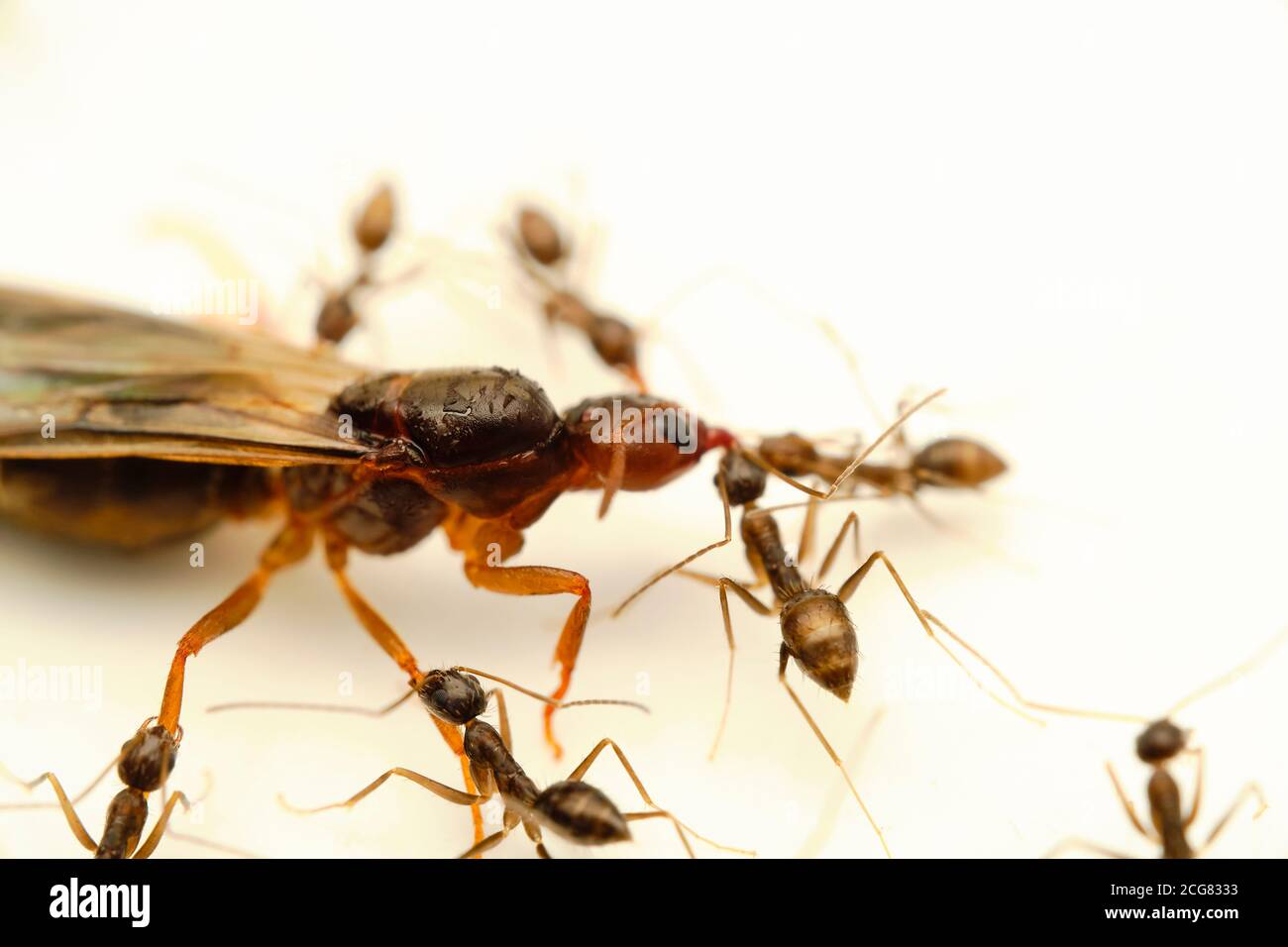 carpenter ant with worker ant Stock Photo - Alamy