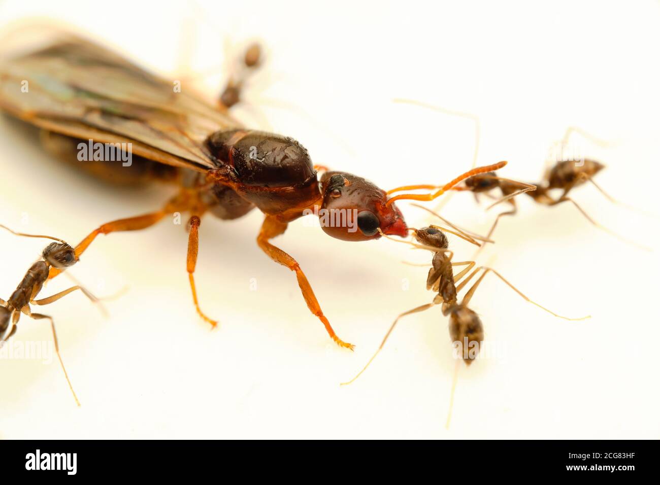 carpenter ant with worker ant Stock Photo - Alamy