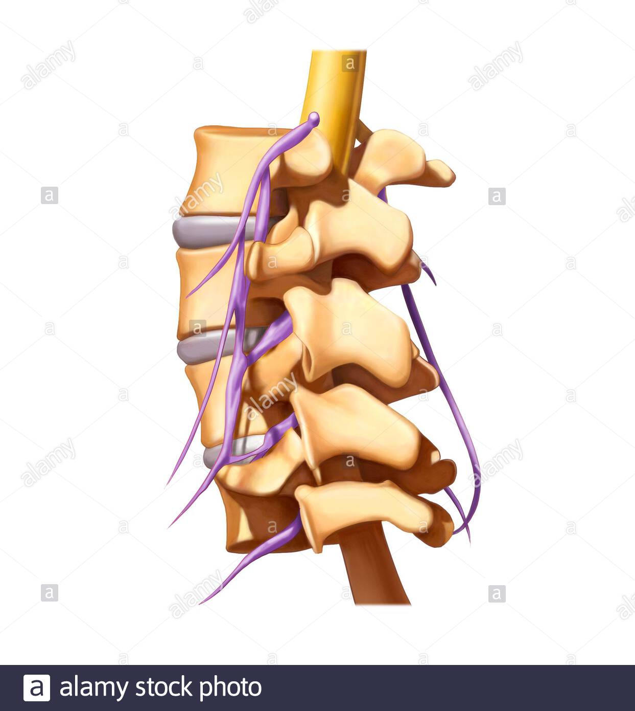 Spinal Anatomy High Resolution Stock Photography and Images - Alamy