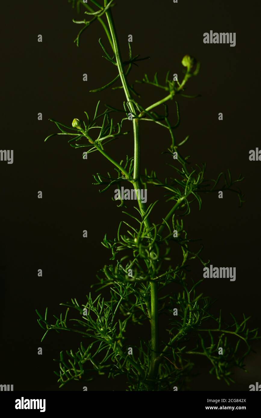 Beautiful Macro close up of chamomile plant ready to bloom Stock Photo ...