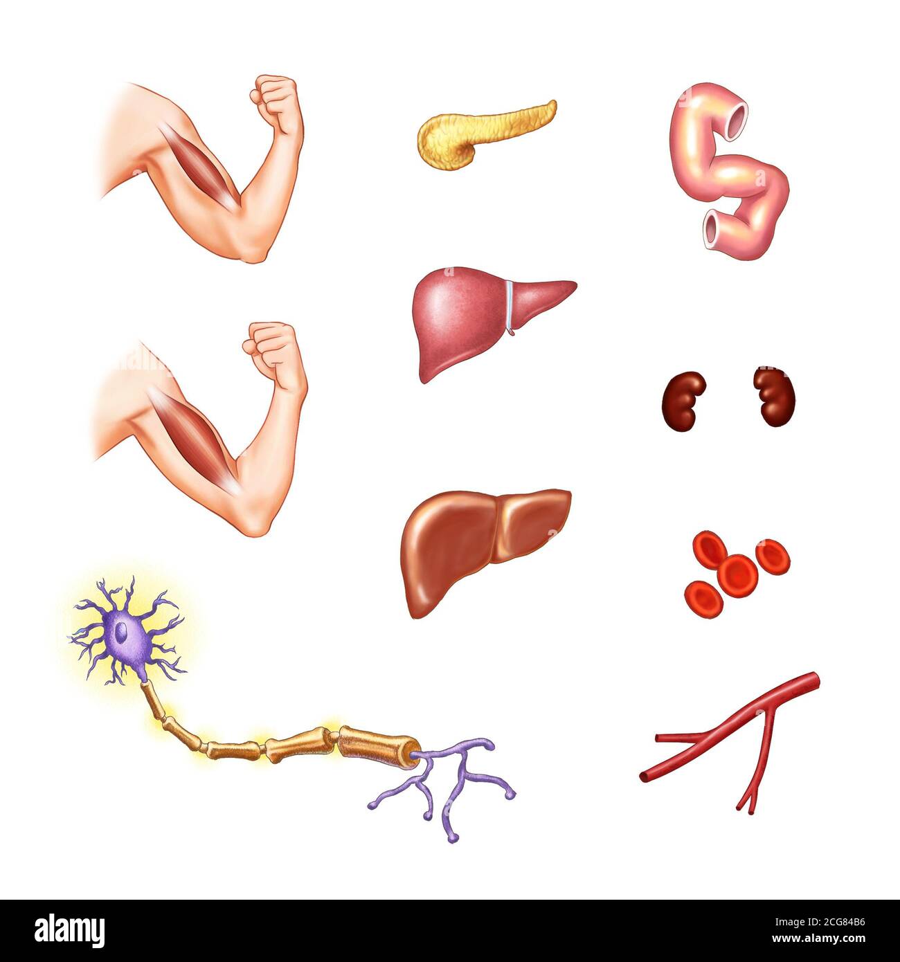 Biomedical illustrations hi-res stock photography and images - Alamy