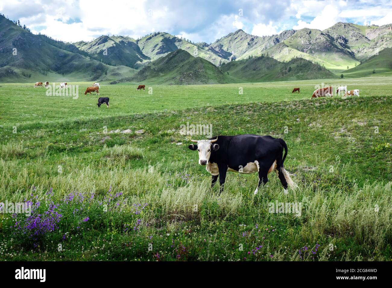 Ecological breeding cow hi-res stock photography and images - Alamy