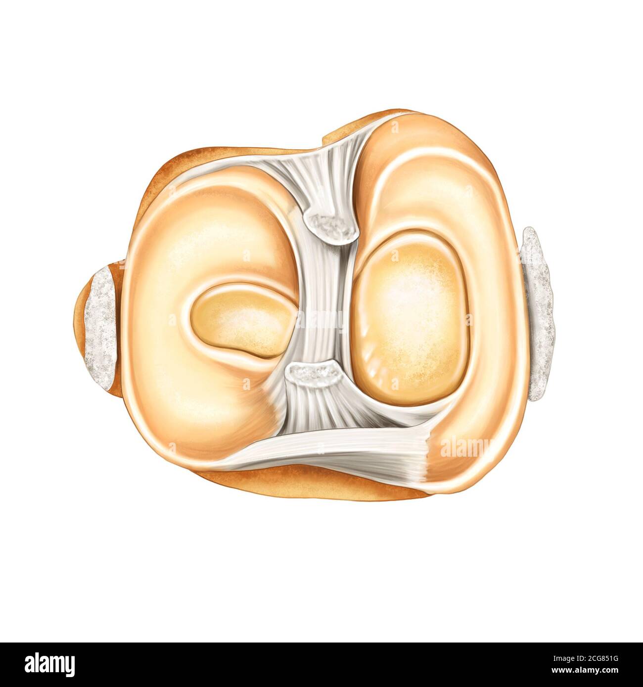 anatomical illustration of knee joint cross section Stock Photo - Alamy