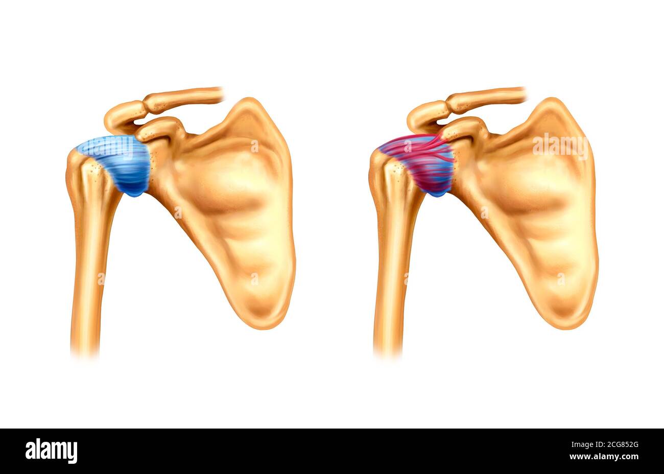 shoulder anatomy. digital illustration Stock Photo - Alamy